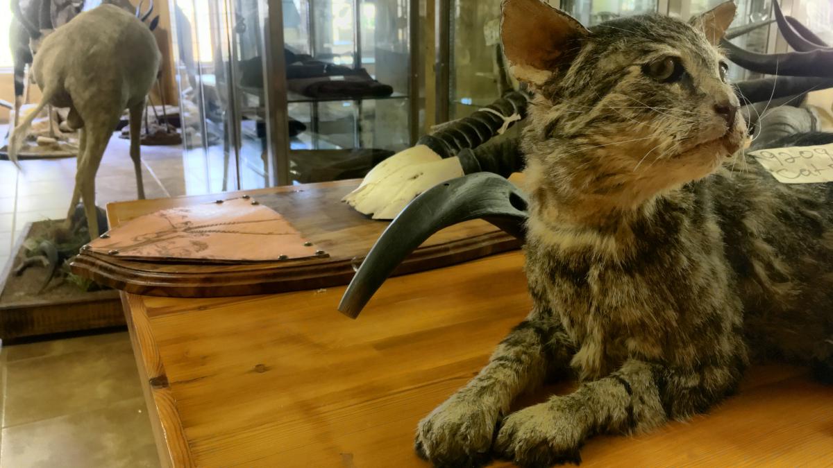 Cat Full Mount – Big Buck Taxidermy