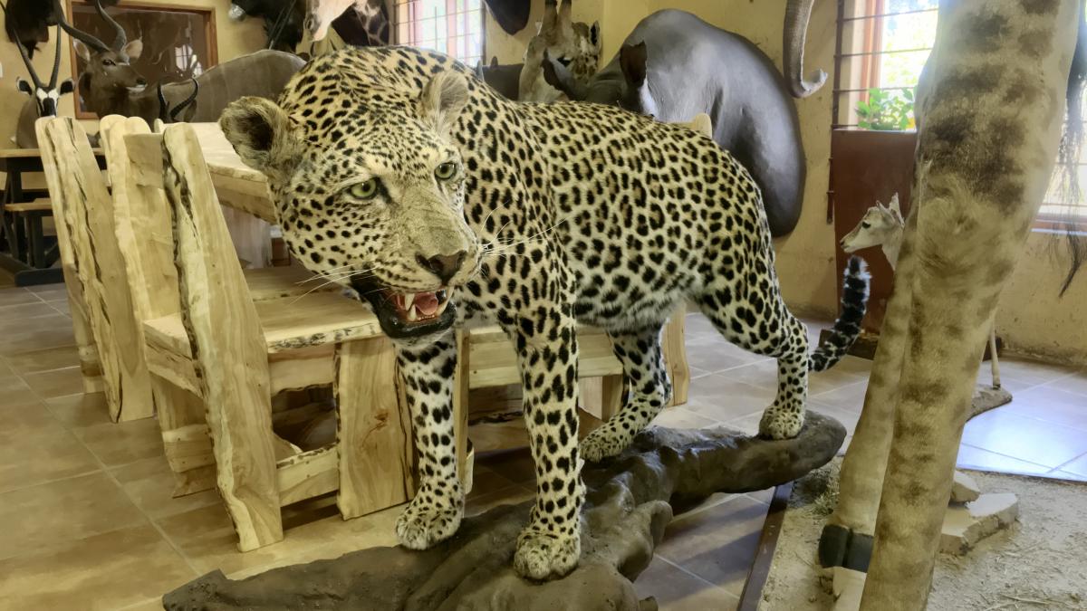 Leopard Full Mount – Big Buck Taxidermy