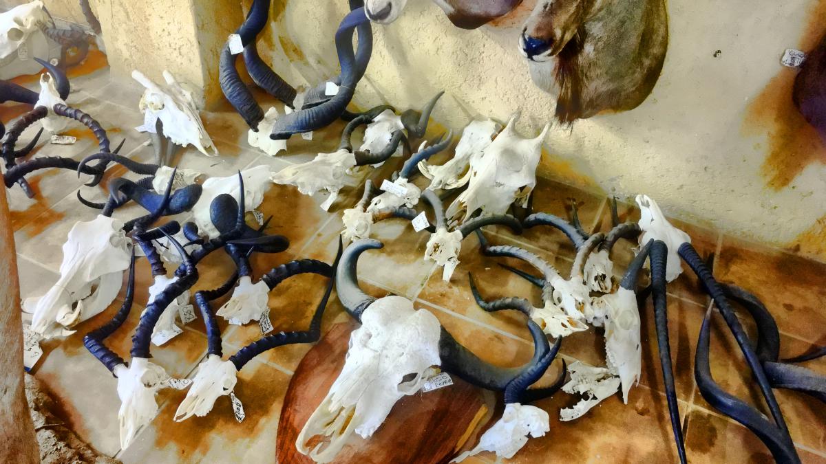 Skulls – Big Buck Taxidermy