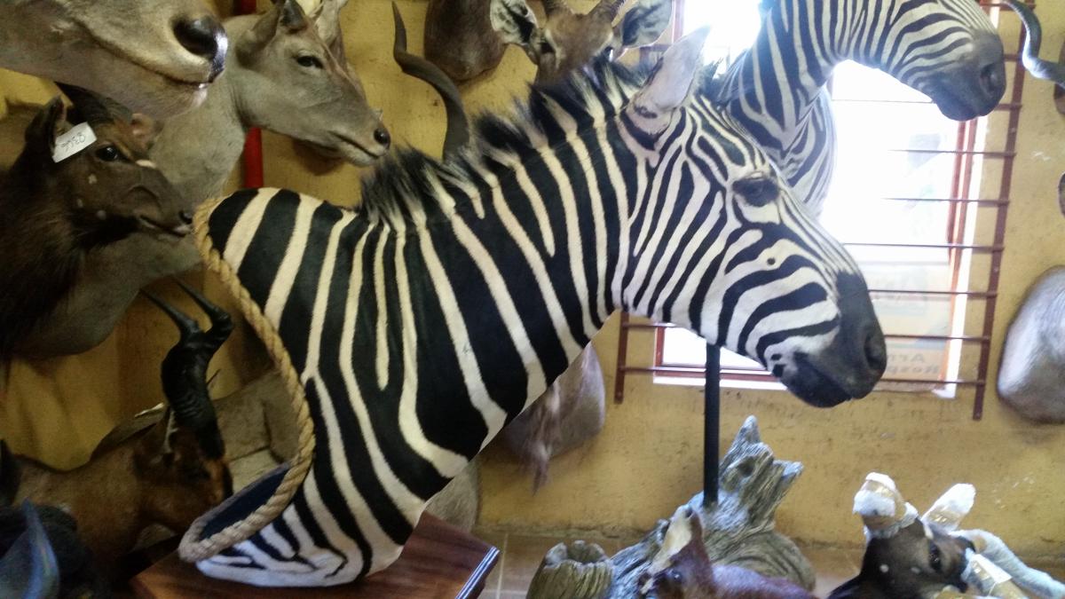 Zebra Head Mount – Big Buck Taxidermy